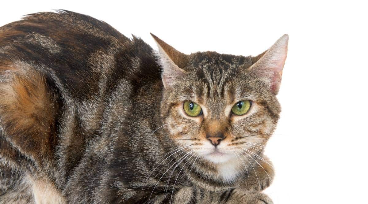 Bengal Tabby Mix: Traits, Facts, & Habits - Love Your Cat