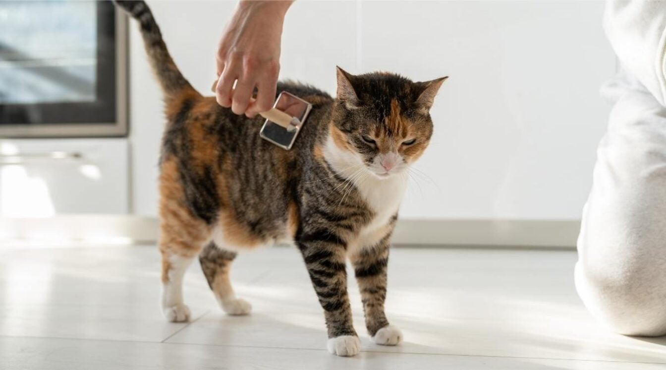 Why Your Cat Throws Up After Every Meal (And What You Can Do About It)