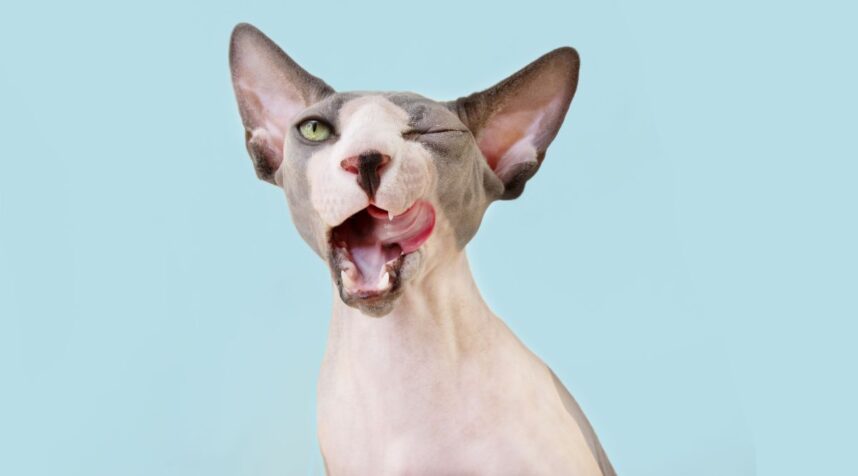 My Cat Keeps Licking Lips And Swallowing - Love Your Cat