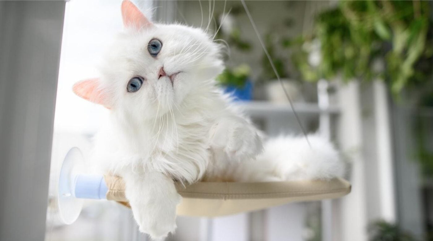 Best Hanging Cat Beds: Hammocks, Stands, Swings & More - Love Your Cat