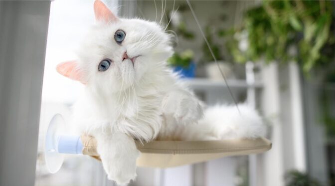 Do Cats Get Lonely? What Your Cat Wishes You Knew About Being Alone ...