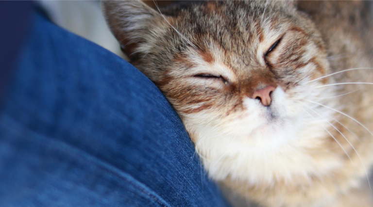 Why Your Cat Will Not Stop Meowing And Rubbing On Everything (And What ...