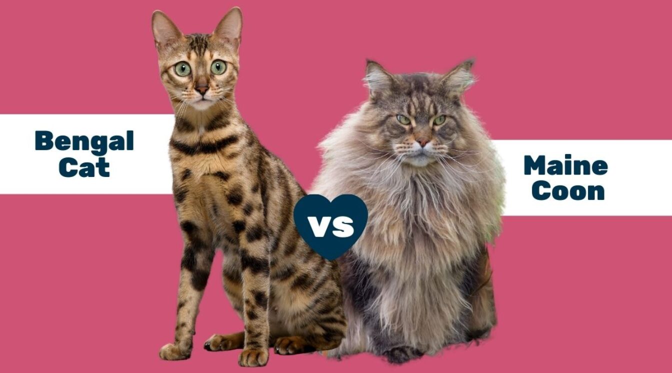Bengal Cat vs Maine Coon: Differences, Similarities & More - Love Your Cat