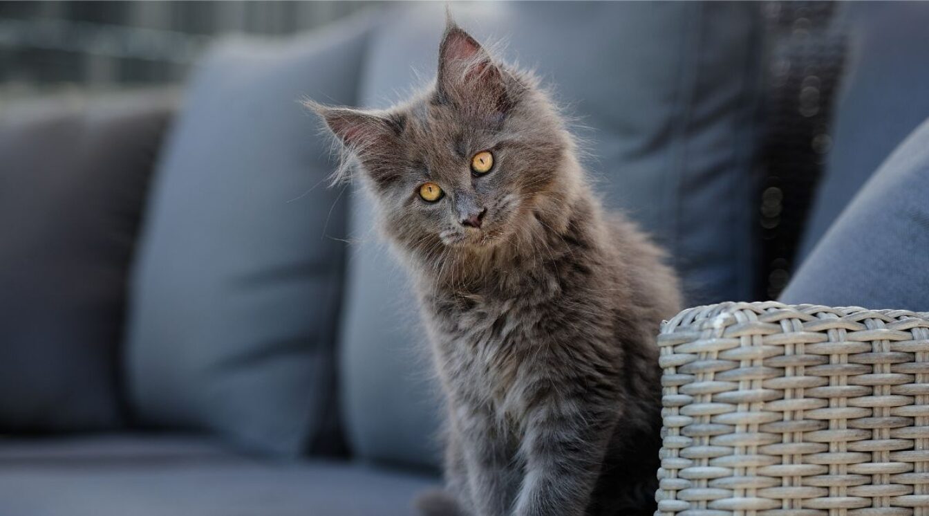 Blue Maine Coon Cat Breed Profile: Care, Traits, Genetics, Facts & More