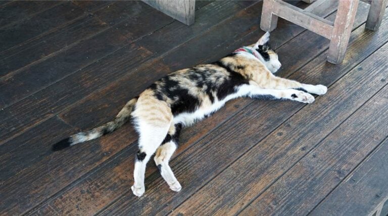 Siamese Calico Mix: Traits, Facts & Habits - Love Your Cat