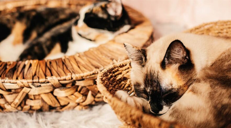 Siamese Calico Mix: Traits, Facts & Habits - Love Your Cat