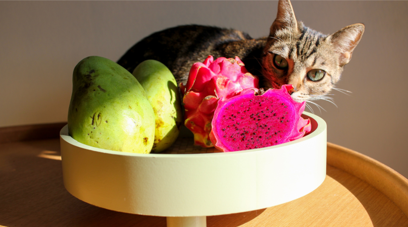 Can Cats Eat Dragon Fruit? - Love Your Cat