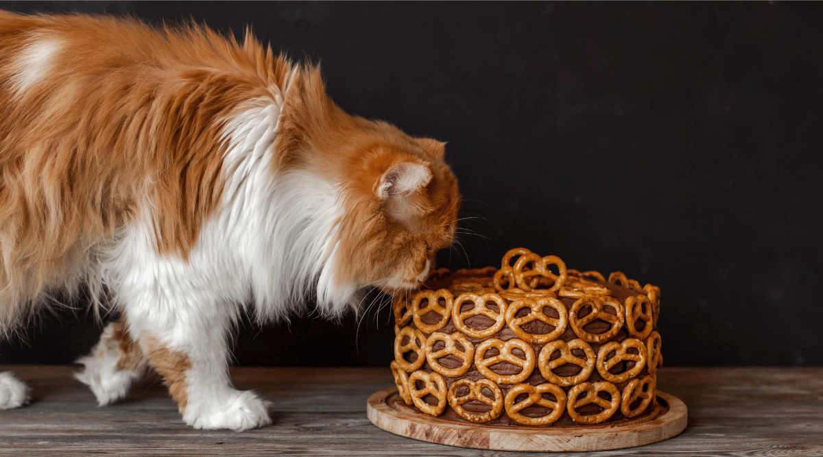 Can Cats Eat Pretzels? - Love Your Cat