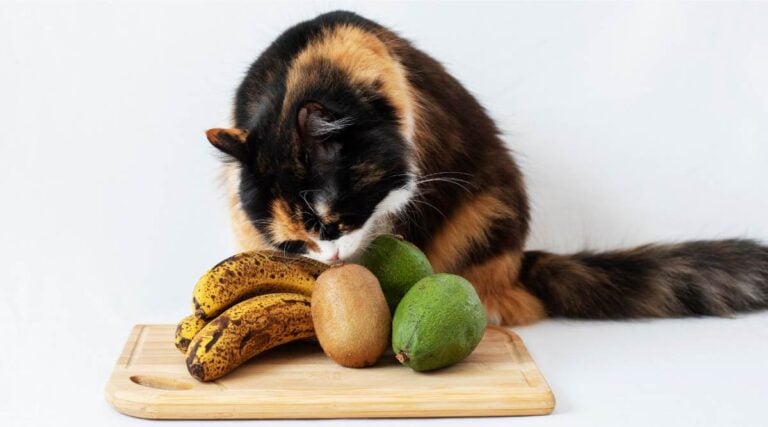 Can Cats Eat Avocados? Risks, Safety, And What Happens If They Do ...