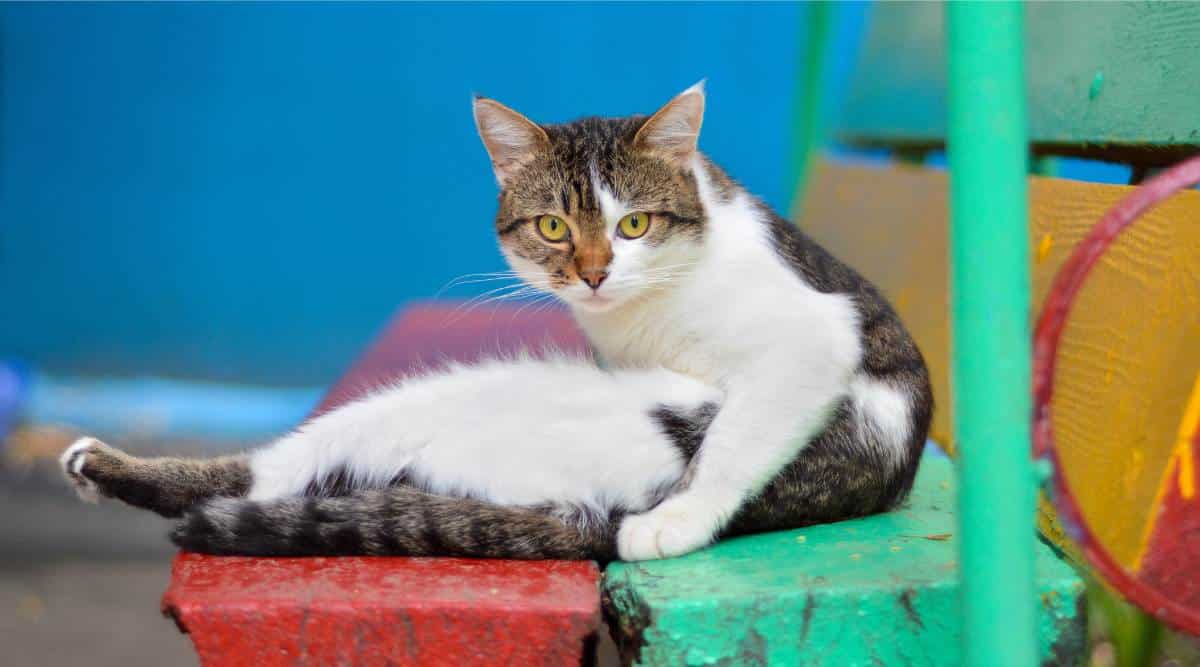 The Meowtrix Has Glitched: 7 Reasons Why Cats Sit Like Humans - Love ...
