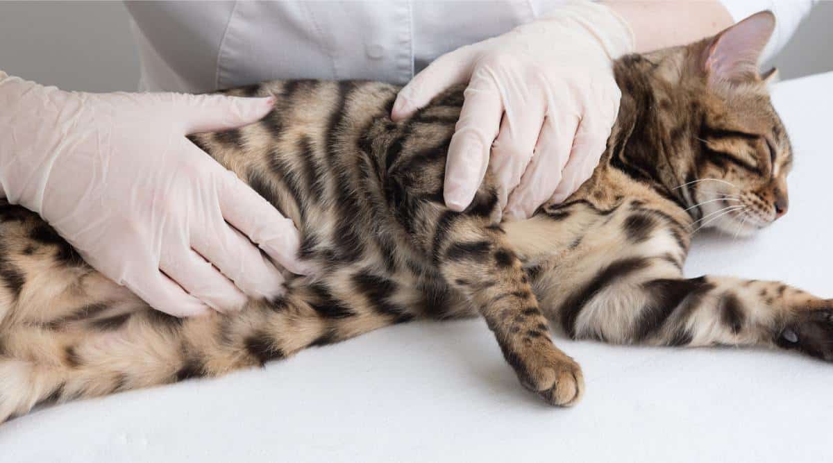 Snake Bite On Your Cat: What To Do When Every Second Counts - Love Your Cat