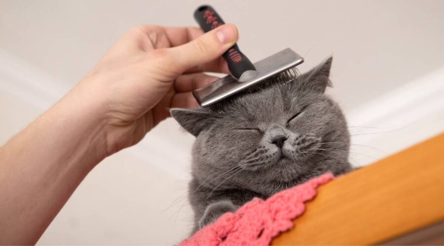 10 Flat-Faced Cat Breeds That Will Instantly Steal Your Heart - Love ...