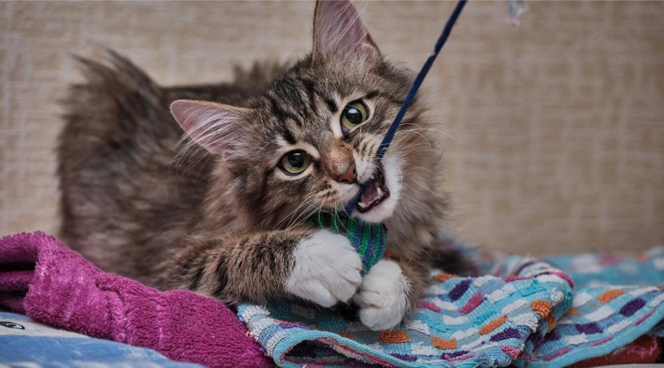 Why Your Cat Throws Up After Every Meal (And What You Can Do About It)