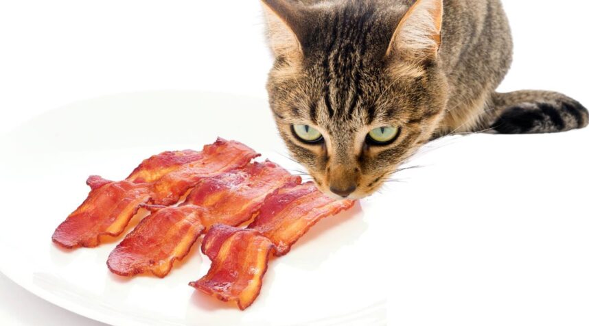Food Names For Cats: 350+ Sweet, Savory, Spicy & Funny Ideas - Love ...
