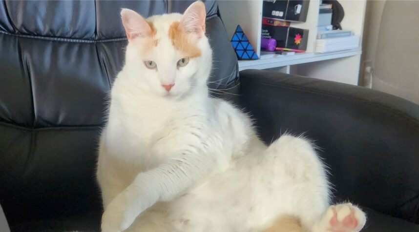 The Meowtrix Has Glitched: 7 Reasons Why Cats Sit Like Humans - Love ...