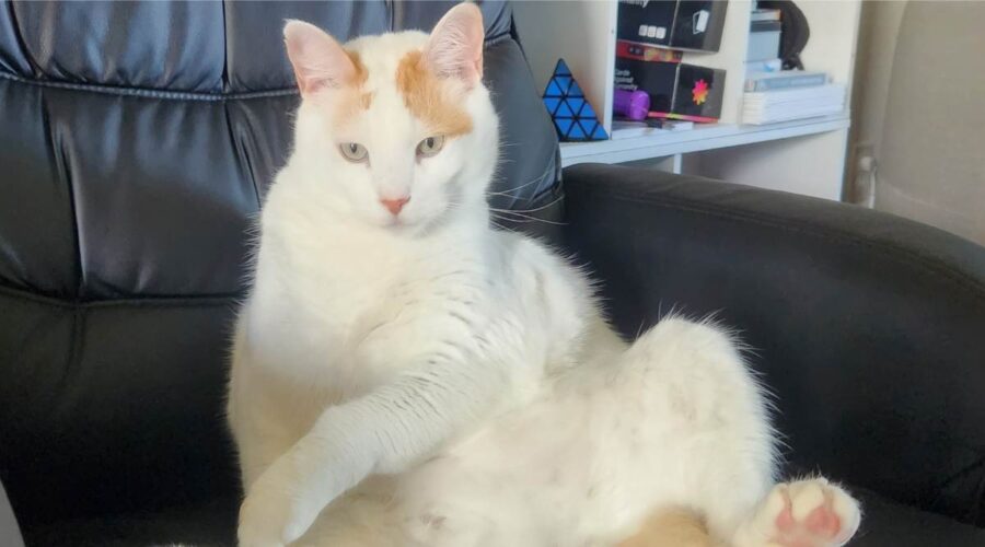 The Meowtrix Has Glitched: 7 Reasons Why Cats Sit Like Humans - Love ...