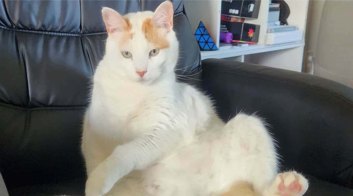 The Meowtrix Has Glitched: 7 Reasons Why Cats Sit Like Humans - Love ...