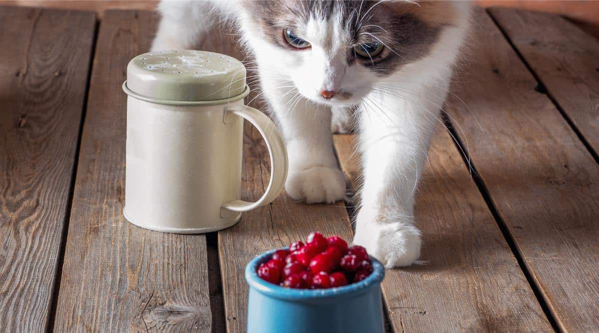 Can Cats Eat Cranberries? - Love Your Cat