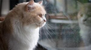 How Long Can Cats Be Left Alone (And When You Need A Sitter) - Love ...