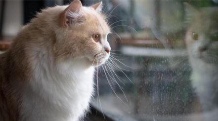 How Long Can Cats Be Left Alone (And When You Need A Sitter) - Love ...