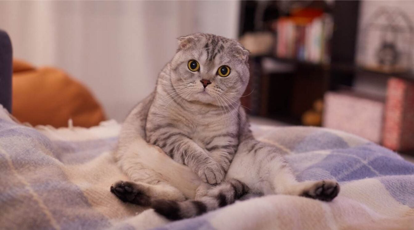 The Meowtrix Has Glitched: 7 Reasons Why Cats Sit Like Humans - Love ...