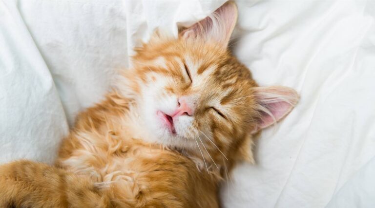 Cat Breathing With Mouth Open? It’s Not Normal - Here’s What You Need ...