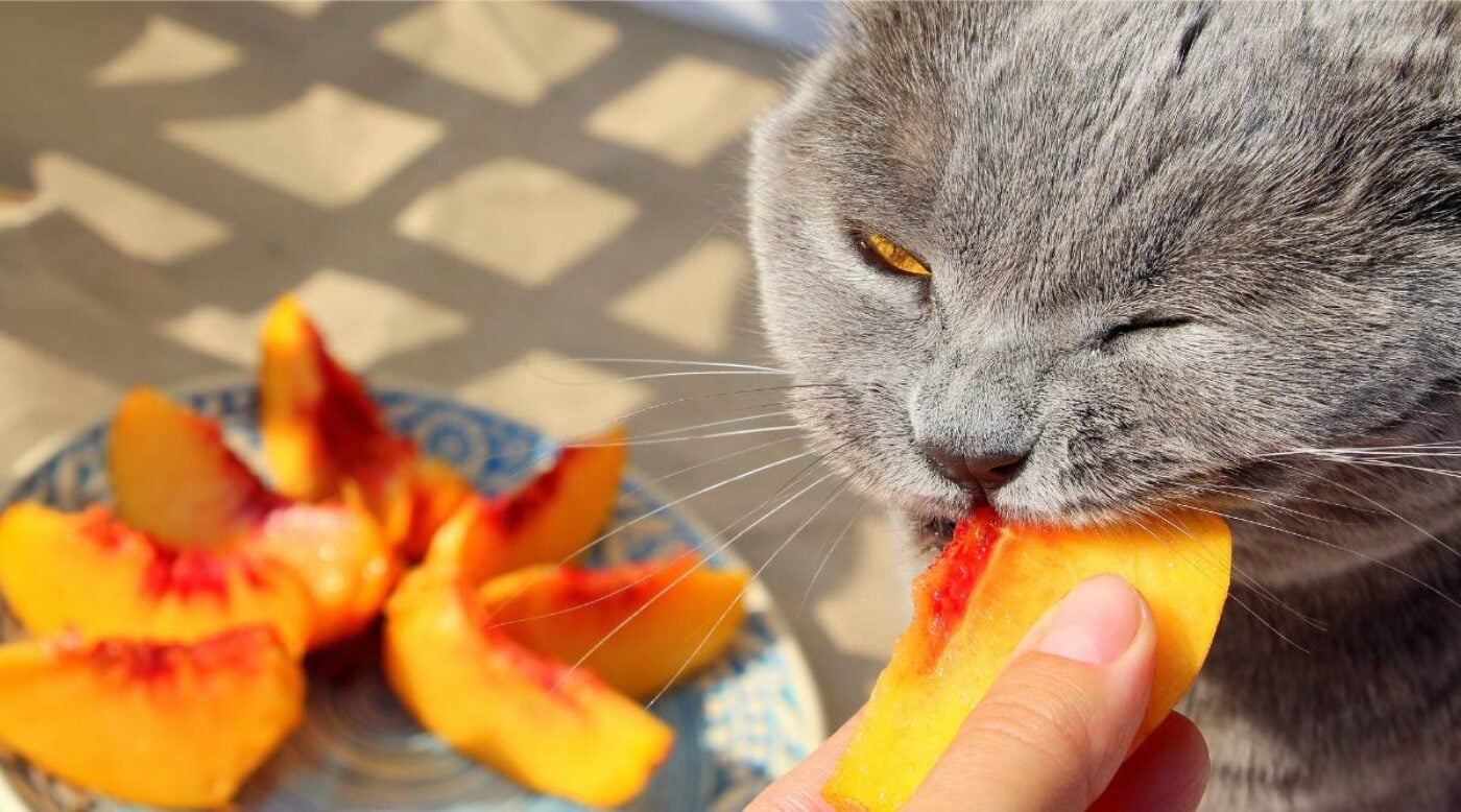 Can Cats Eat Peaches? Are They Safe? - Love Your Cat