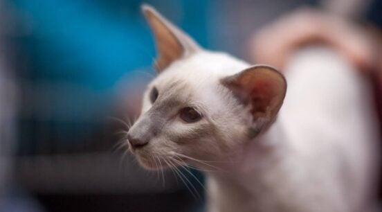 Cats With Round Ears - Love Your Cat