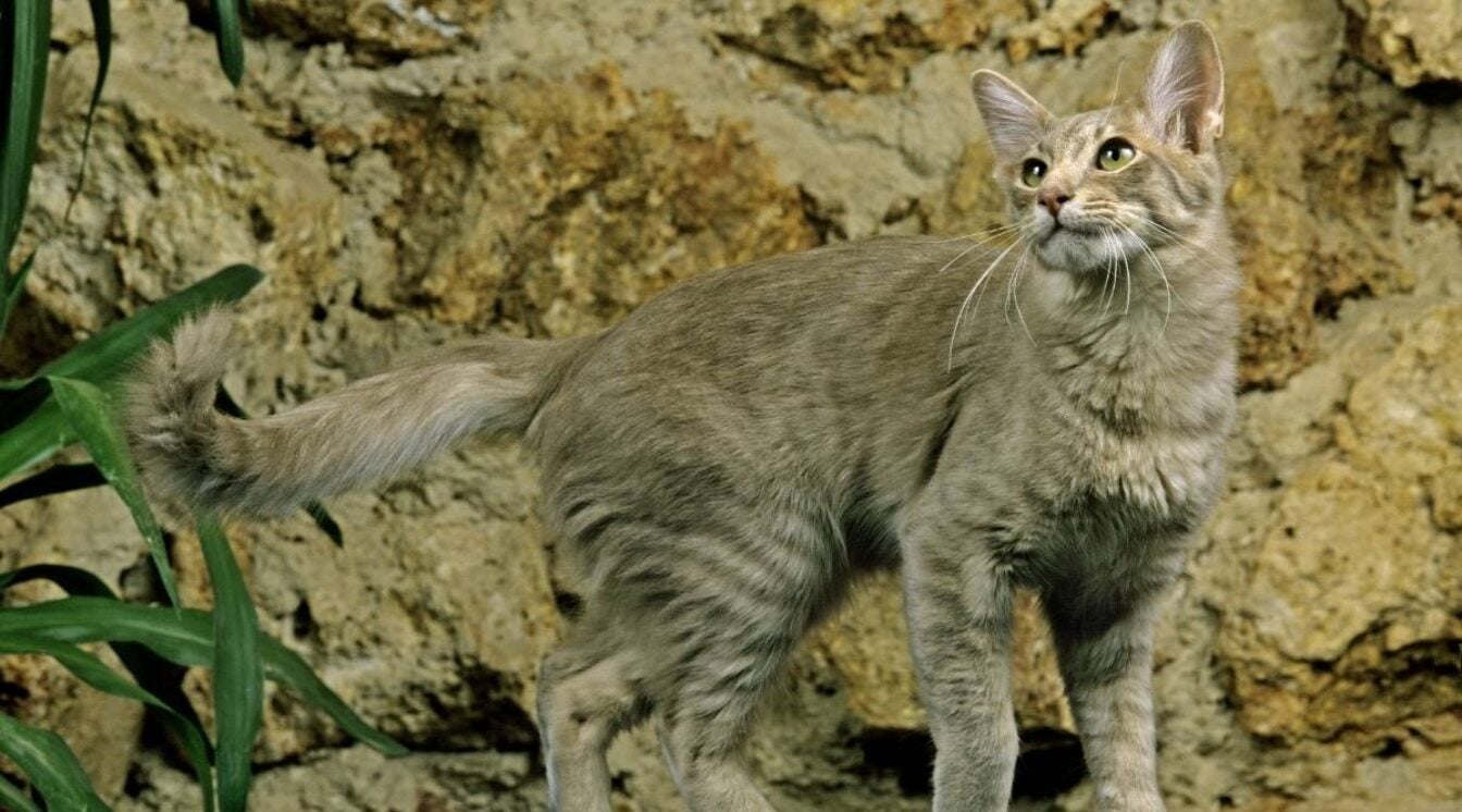 Oriental Longhair Cat Breed Profile: Care, Traits, Facts & More - Love ...