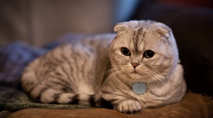 10 Flat-Faced Cat Breeds That Will Instantly Steal Your Heart - Love ...
