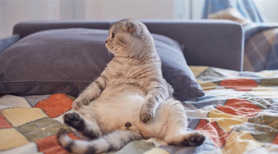 The Meowtrix Has Glitched: 7 Reasons Why Cats Sit Like Humans - Love ...