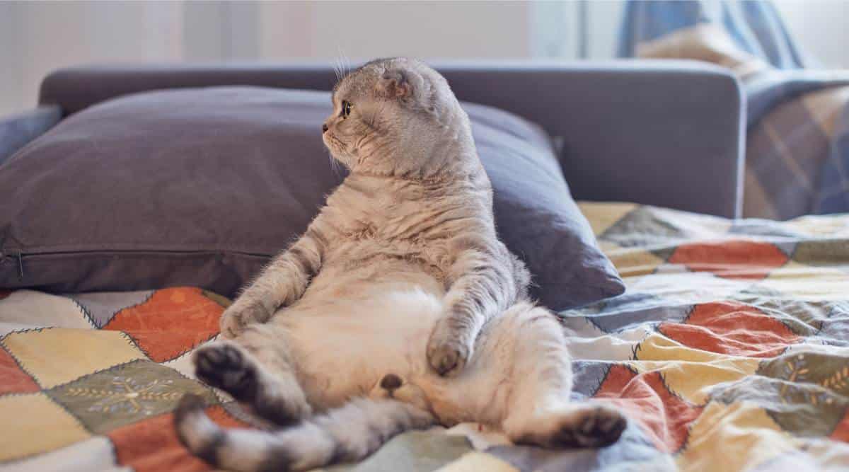 The Meowtrix Has Glitched: 7 Reasons Why Cats Sit Like Humans - Love ...