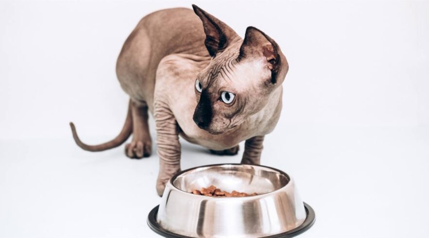 Sphynx Cat Colors: 8+ Varieties Of This Bald Breed - Love Your Cat