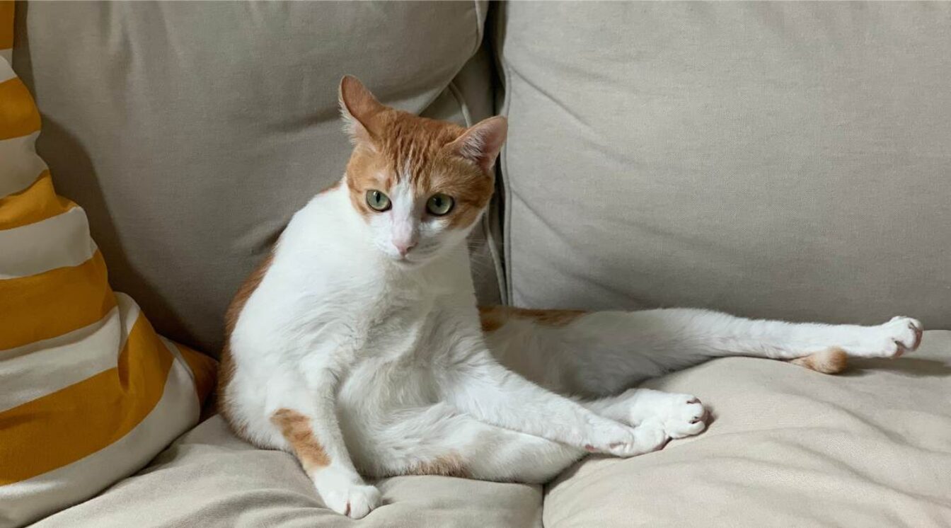 The Meowtrix Has Glitched: 7 Reasons Why Cats Sit Like Humans - Love ...
