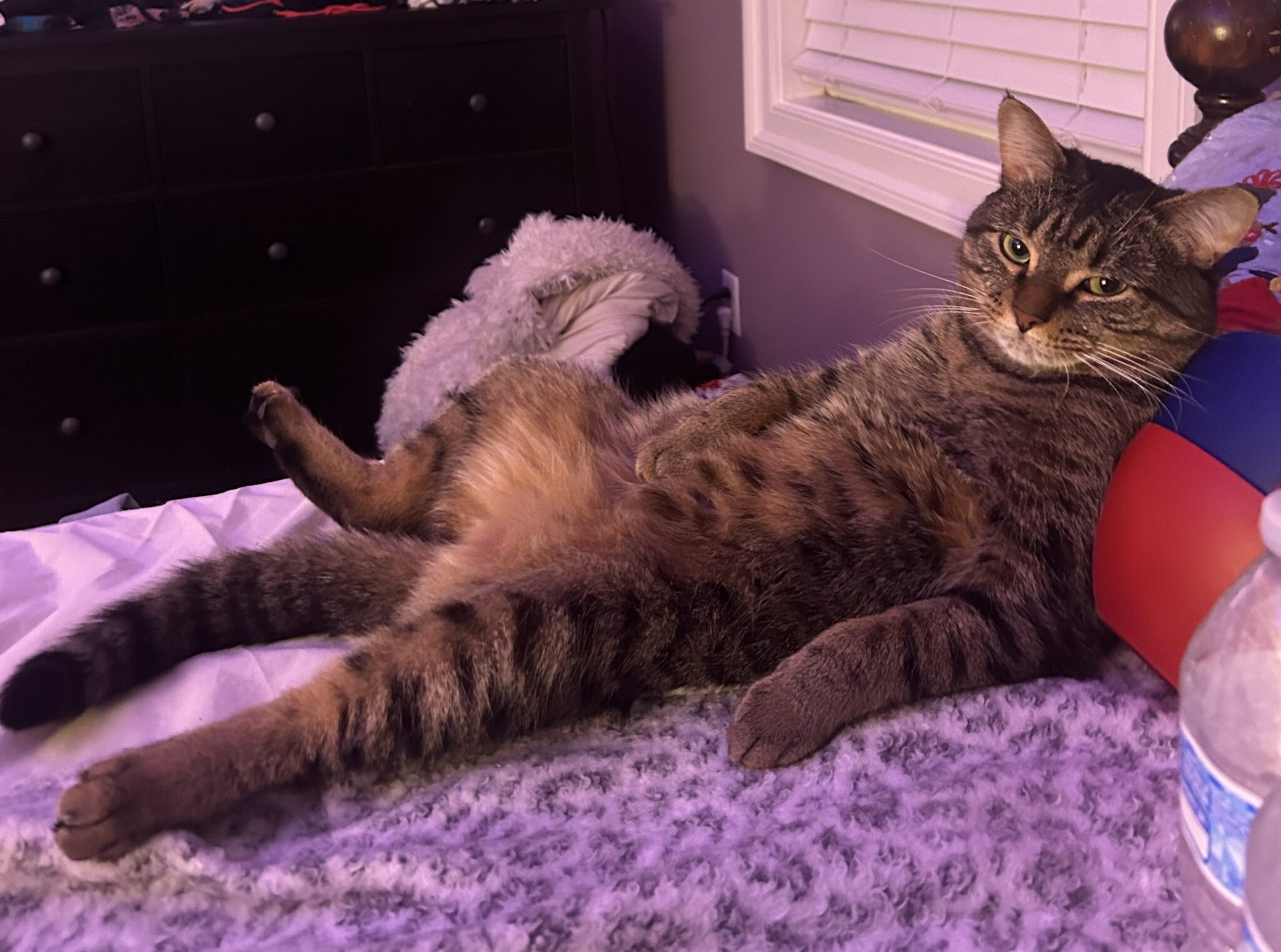The Meowtrix Has Glitched: 7 Reasons Why Cats Sit Like Humans - Love ...