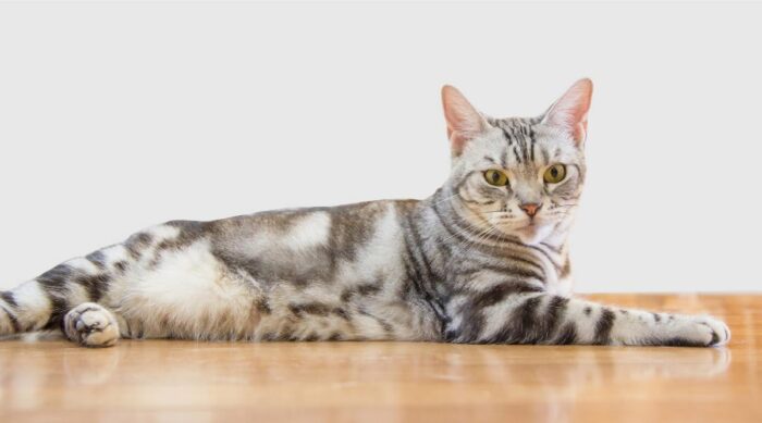 These 11 Calm Cat Breeds Are Winning at Life & Doing Absolutely Nothing ...