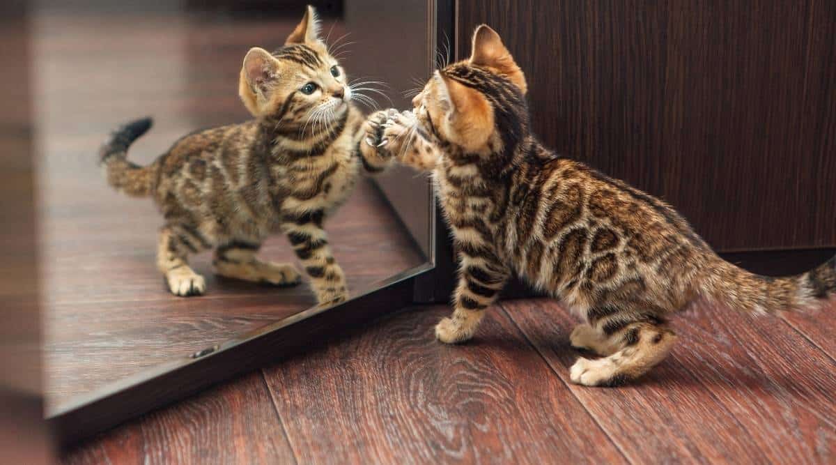 Bengal Cat Size Chart: How Big Do Bengal Cats Get? - Love Your Cat