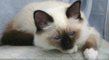 Birman Cat Breed Profile: Care, Traits, Facts & More - Love Your Cat