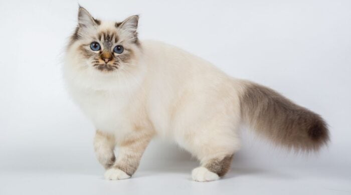 Birman Cat Breed Profile: Care, Traits, Facts & More - Love Your Cat