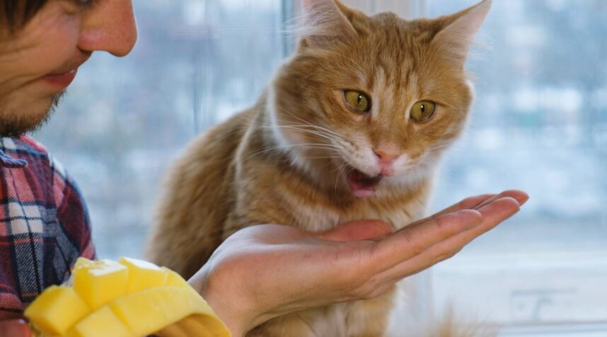 Is Mango Cat-Friendly or Cat-astrophic? - Love Your Cat