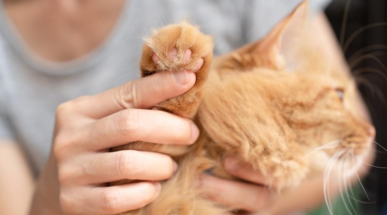 10 Signs Your Cat Has Imprinted On You - Love Your Cat