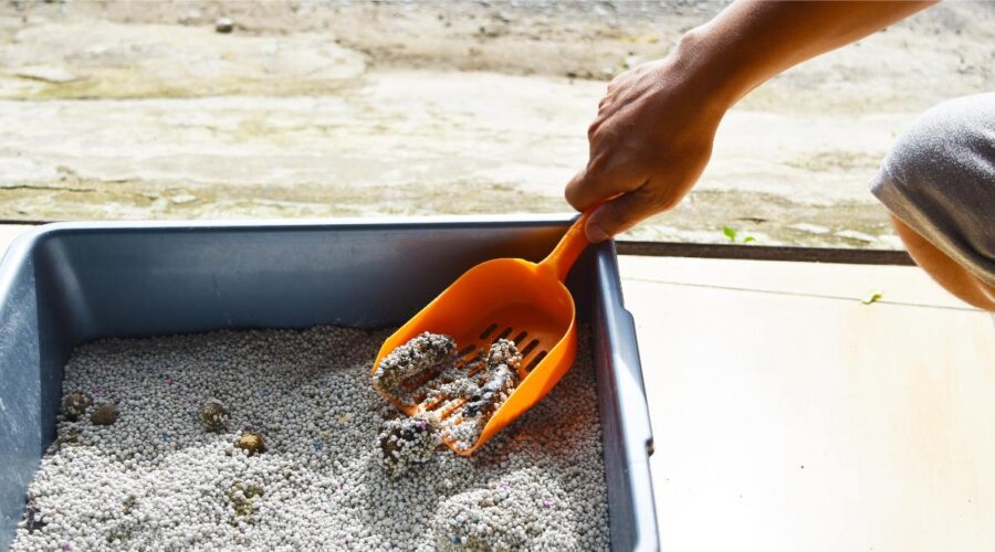 Freshen Up: 7 Best Cat Litter Odor Eliminators Revealed - Love Your Cat