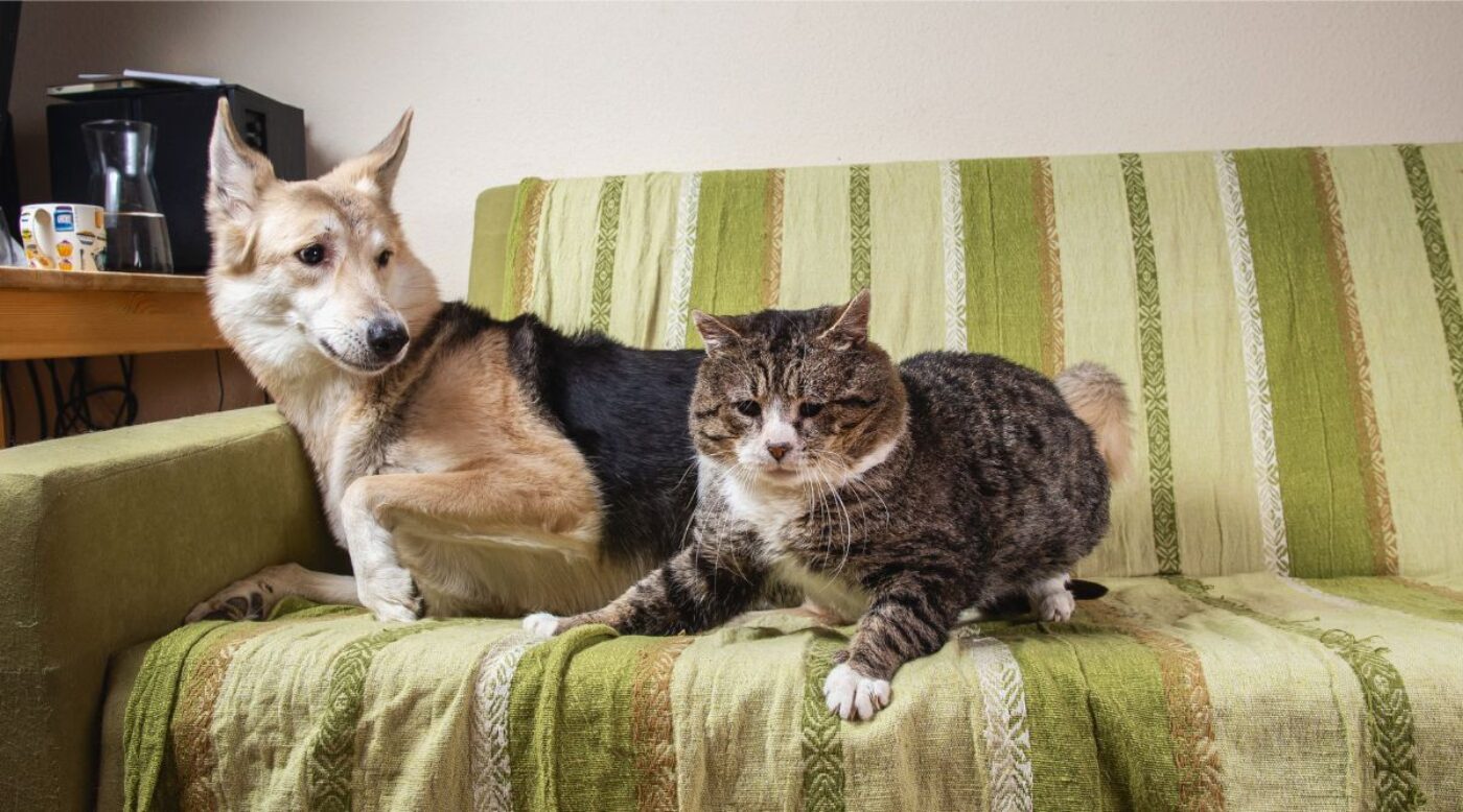 Cat People And Dog People Really Are Different— Here’s How - Love Your Cat