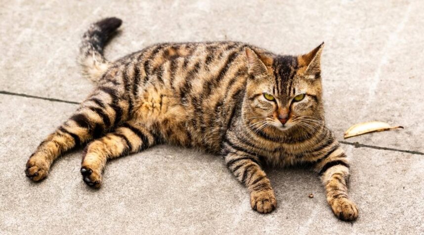 Dragon Li Cat Breed Profile: Care, Traits, Facts & More - Love Your Cat