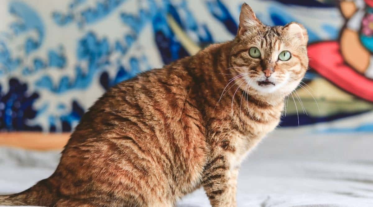 Dragon Li Cat Breed Profile: Care, Traits, Facts & More - Love Your Cat