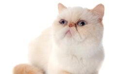 10 Flat-Faced Cat Breeds That Will Instantly Steal Your Heart - Love ...