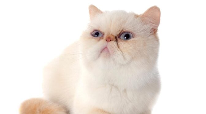 10 Flat-Faced Cat Breeds That Will Instantly Steal Your Heart - Love ...