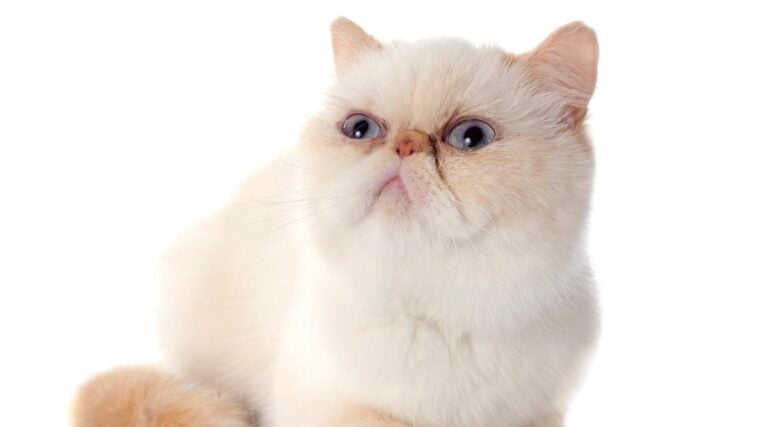 10 Flat-Faced Cat Breeds That Will Instantly Steal Your Heart - Love ...