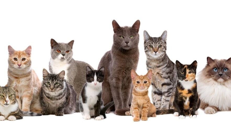 7 Egyptian Cat Breeds - Love Your Cat
