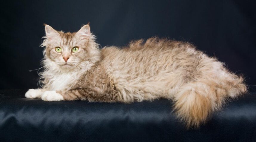 Big Eyes, Big Personality: 21 Cat Breeds With A Gaze That Melts Hearts ...